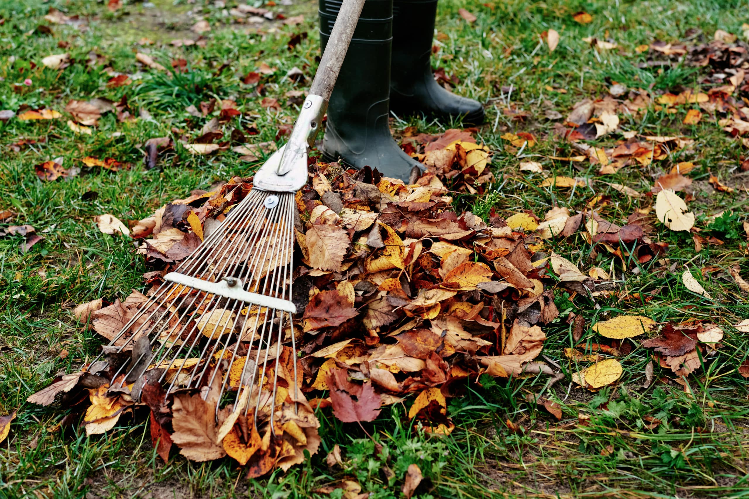 Fall Clean ups | King Lawns